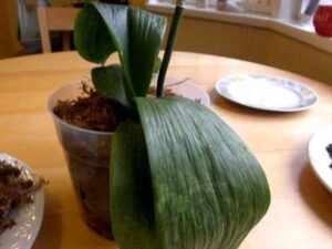 OVER WATERED AND UNDER WATERED ORCHIDS - Orchid Den
