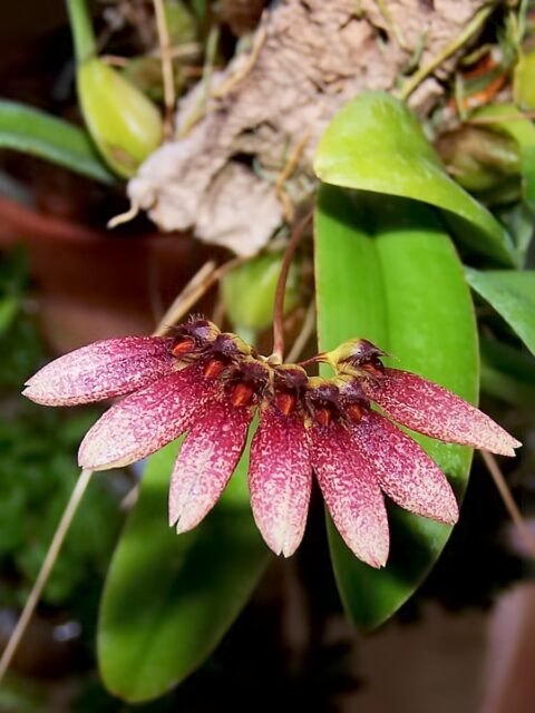 Bulbophyllum Orchid Care: A Comprehensive Guide - Orchid Den