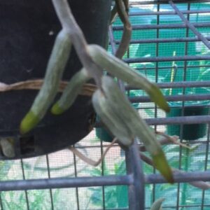 Fungicide Surefire Chlortan 720 1L - Orchid Den