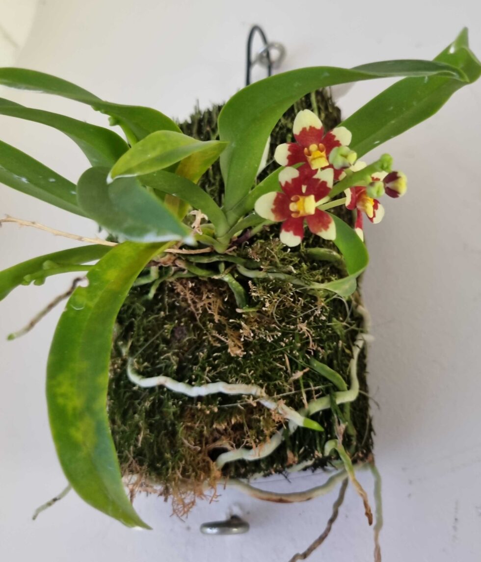 Orchid Mounts - Orchid Den